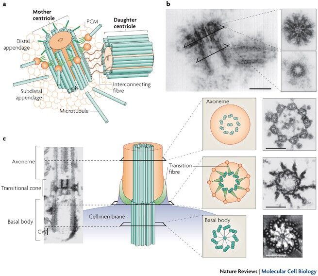 Centrosome In A Plant Cell