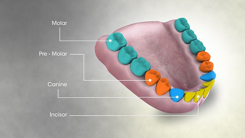 omnivore human examples