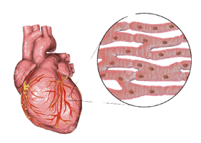 Involuntary Muscles Ks2