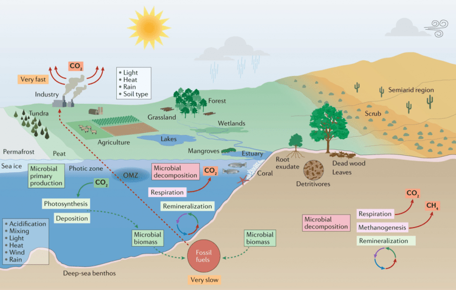 ecosystem examples science