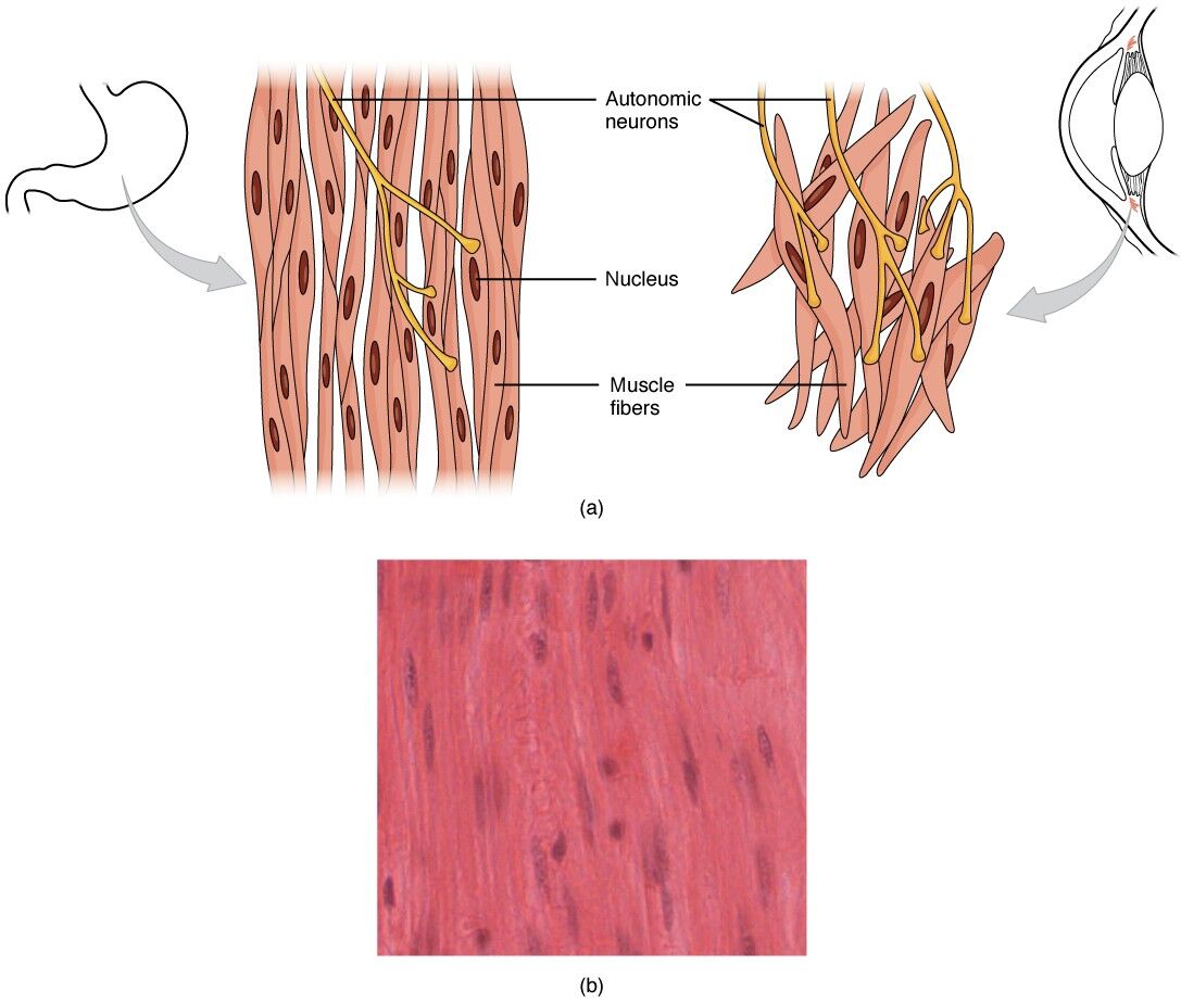 Involuntary Muscles Ks2