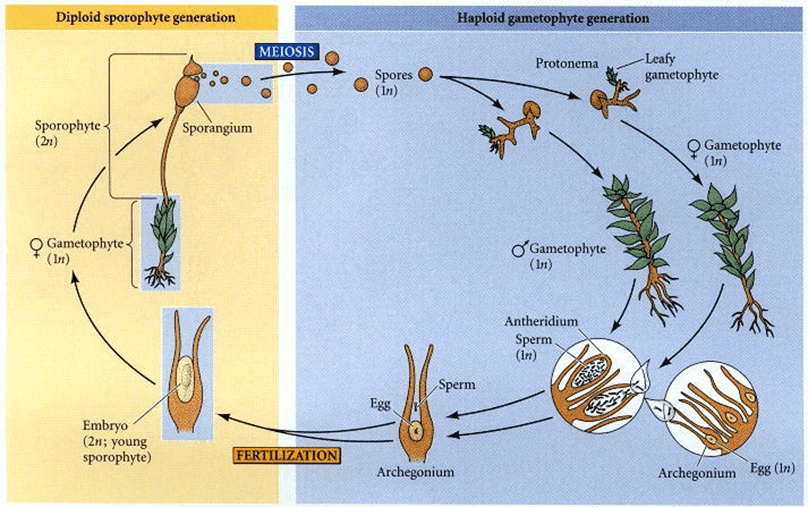 sporophyte examples