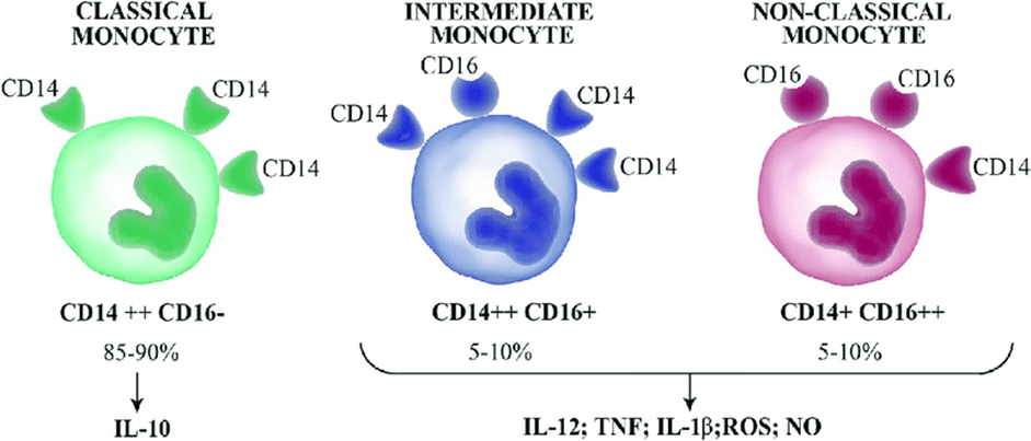 What Are Monocytes And Their Function
