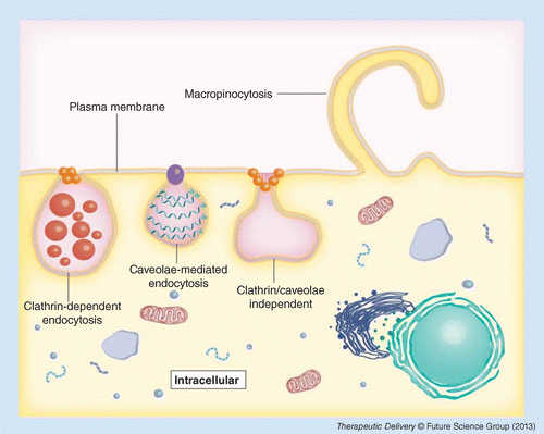 pinocytosis function