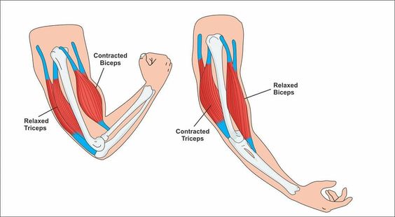 antagonist muscle example