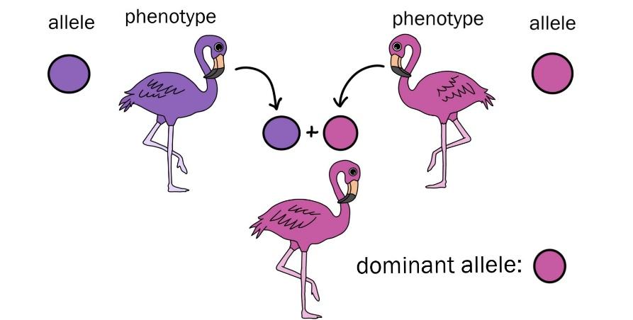 segregation biology example