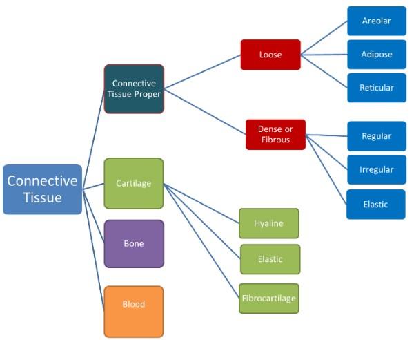 dense irregularconnective tissue function