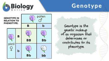 phenotype example biology