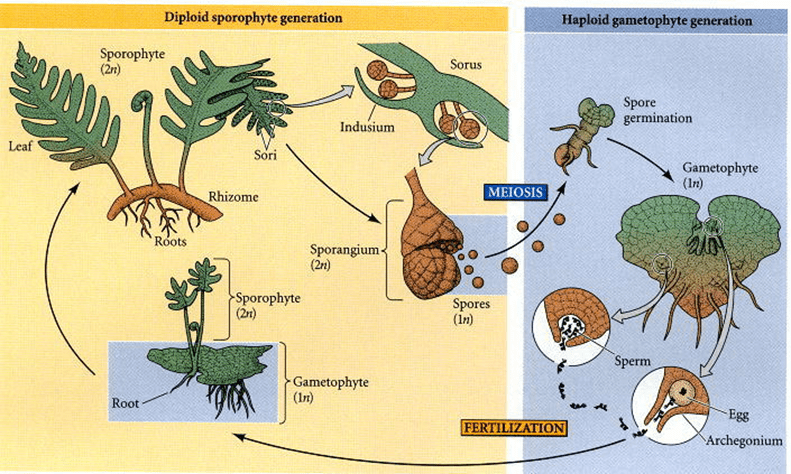 sporophyte examples