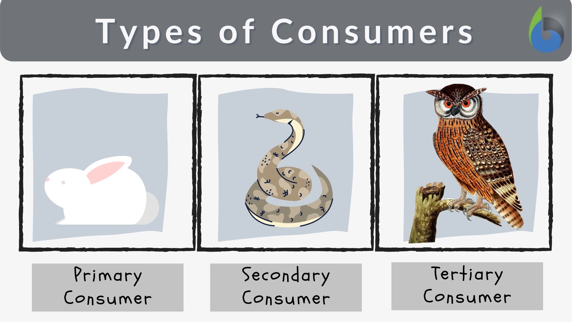 tertiary consumer examples animals
