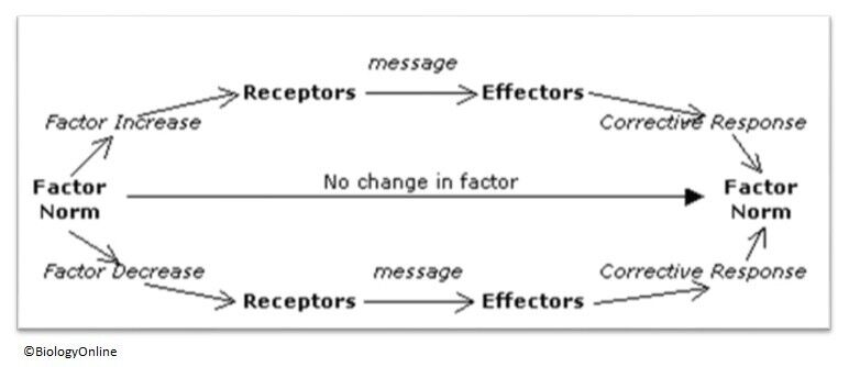 Homeostasis Diagram For Kids 11 Facts About Parathyroid Hormone