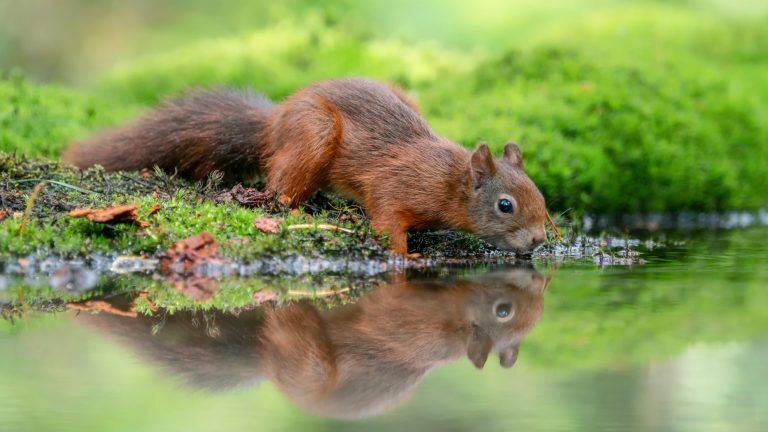 Phialides Definition and Examples - Biology Online Dictionary