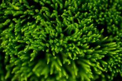 Avascular Definition and Examples - Biology Online Dictionary