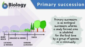 Ecological Succession With Suitable Diagram