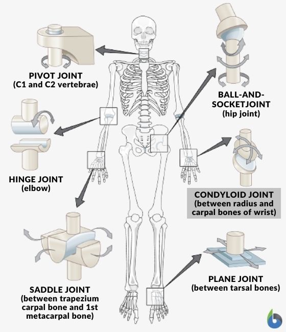 wrist condyloid joint flexion