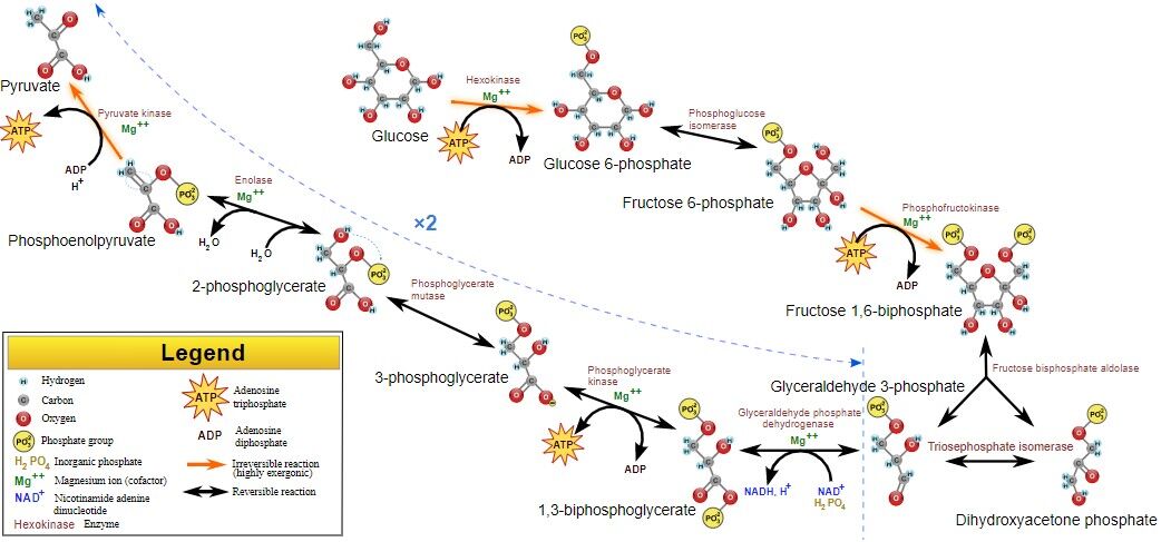 Pyruvate Kinase Deficiency Glycolysis