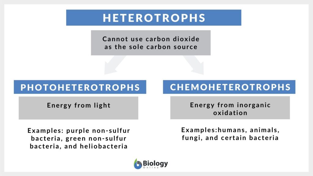 chemoheterotrophic bacteria example
