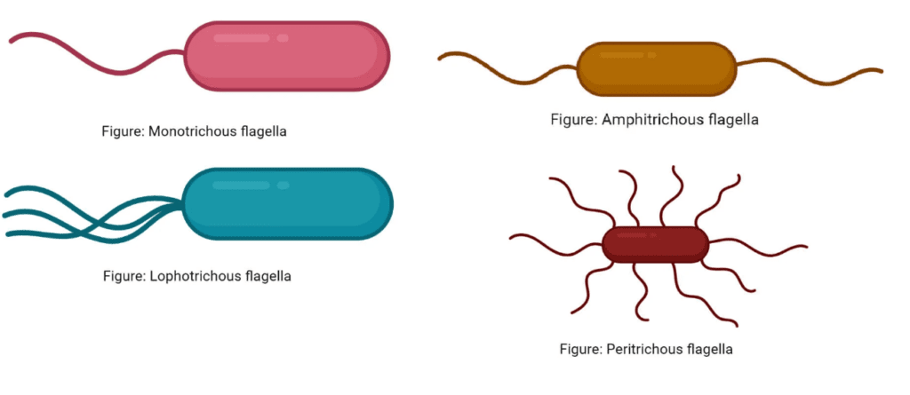 fusiform bacilli examples
