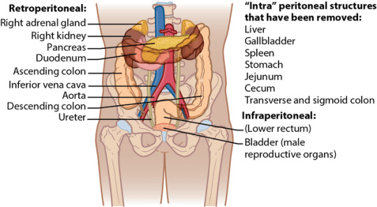 intraperitoneal organs