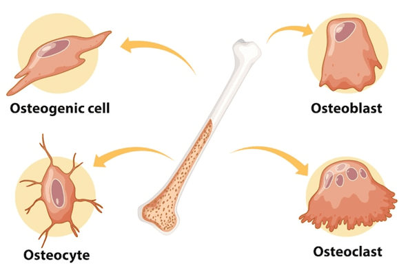 osteocytes in bone formation
