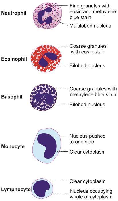 types of white blood cells