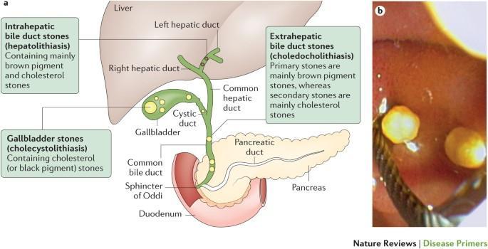 human bile function