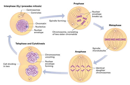 chromatid function in mitosis