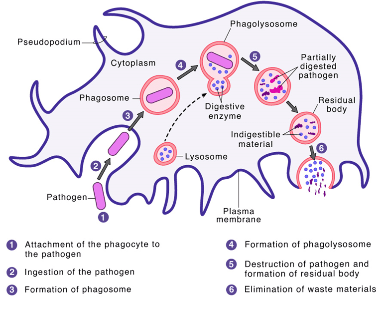 phagocytosis example