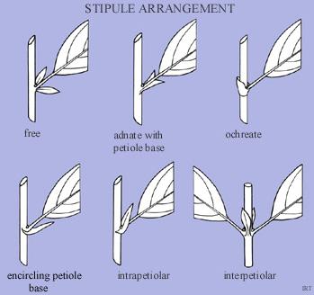 stipules function