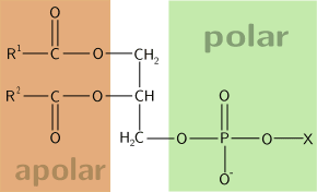 amp molecule charge