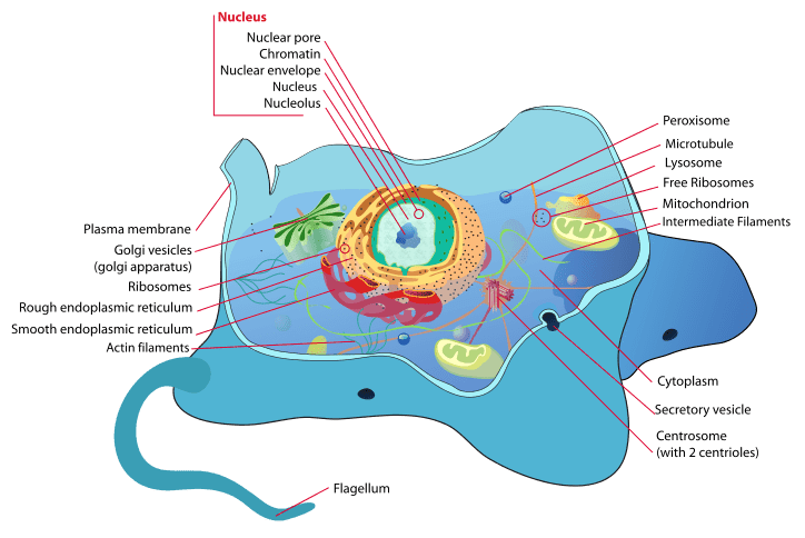 animal cell membrane function