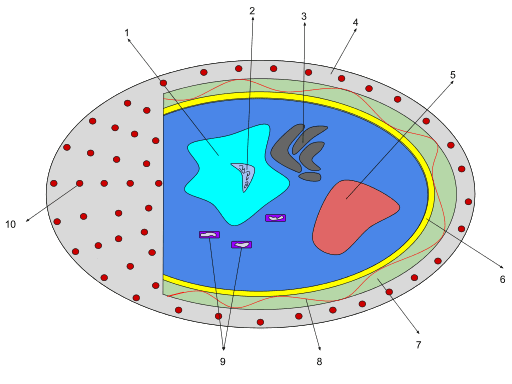 diatom cell type