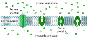 example of diffusion in the human body
