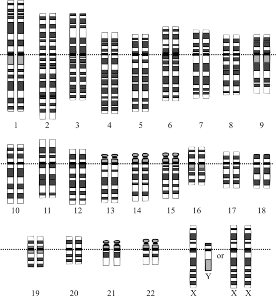 homologous chromosomes