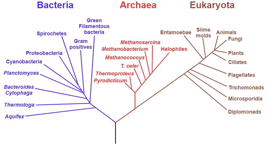 organism examples