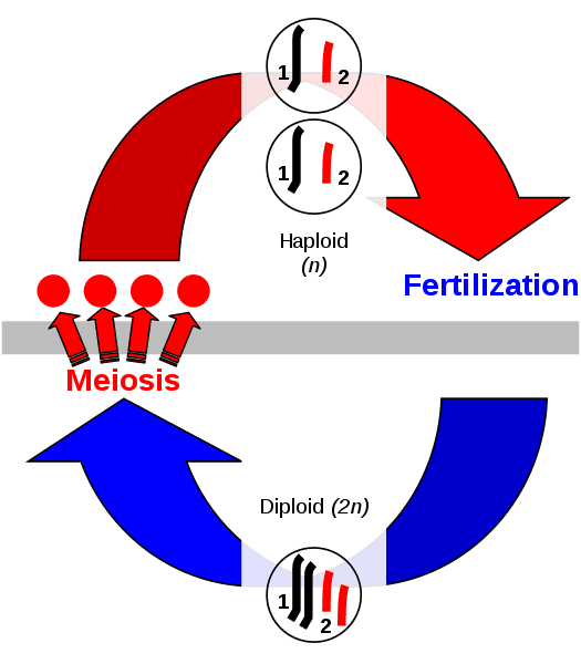 cross fertilisation synonym