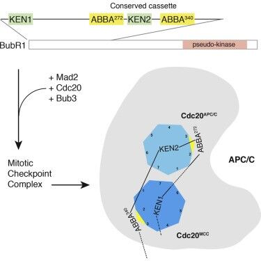Cells know when to separate at mitosis - Biology Online Archive Article