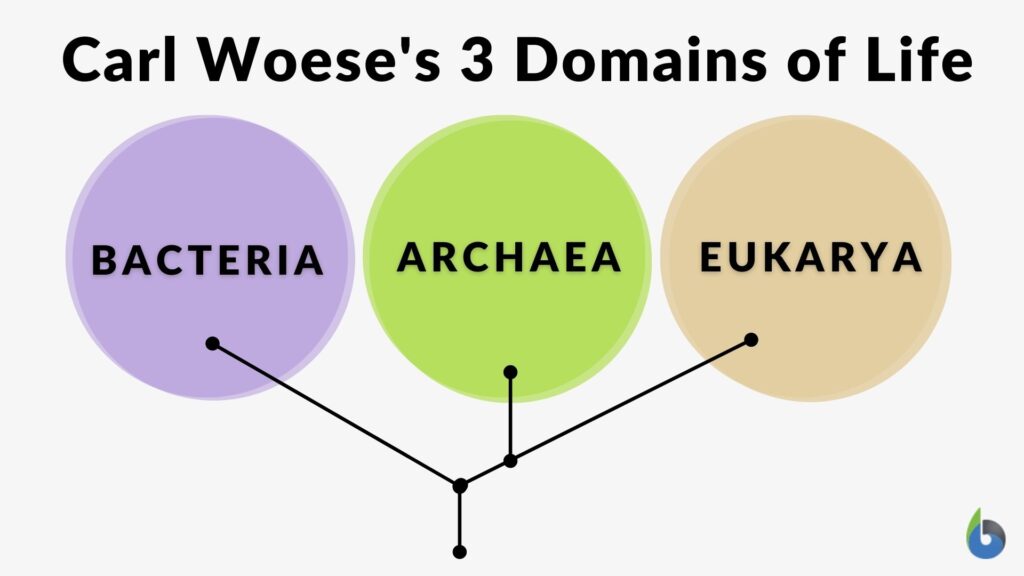 Three Domain Classification
