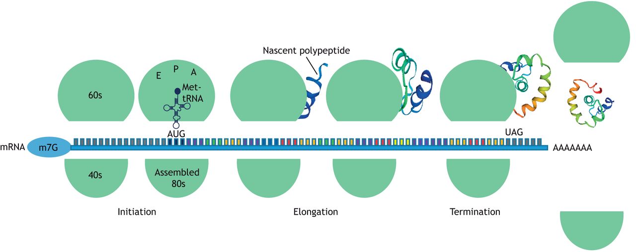 Frameshift Mutation Diagram