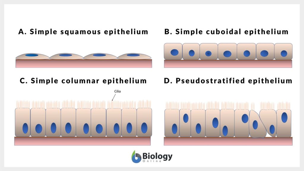Types Of Epithelial Cells With Examples Easy Biology Class