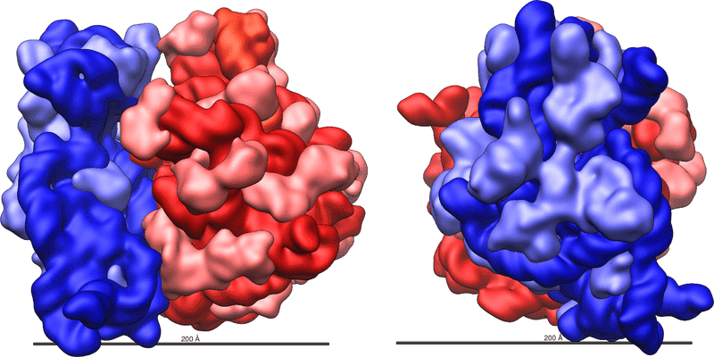 Ribosome Definition and Examples - Biology Online Dictionary