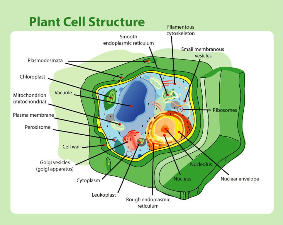 What Are Five Characteristics Of Eukaryotes Cells - Infoupdate.org