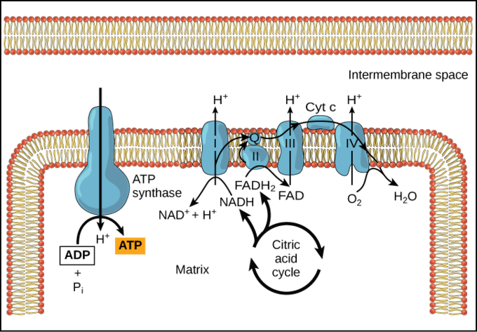 Mitochondrion - Definition and Examples - Biology Online Dictionary