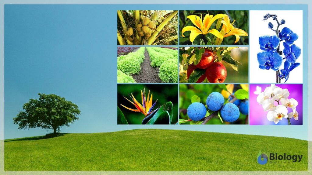 Examples Of Angiosperm Flowering Plants