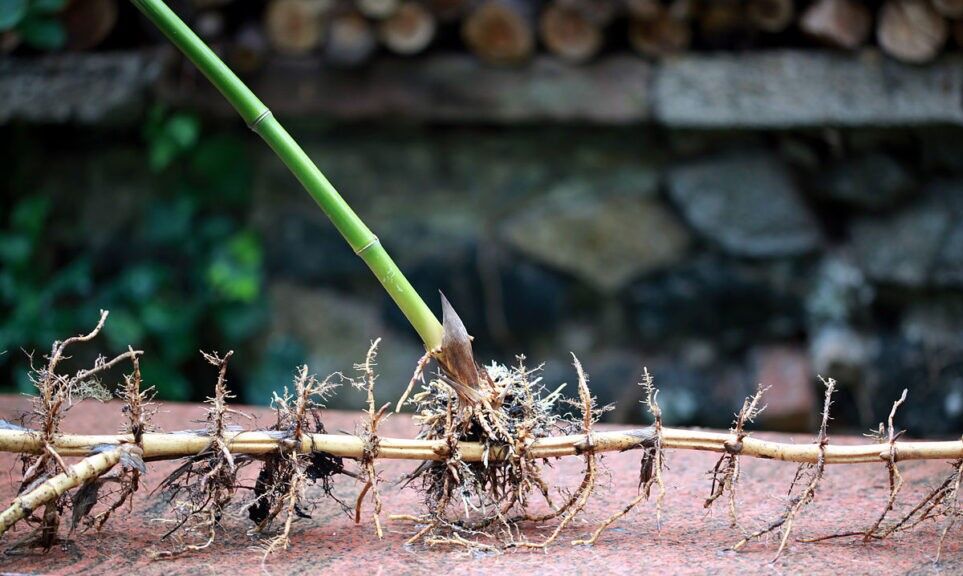 Rhizomes Definition Examples What Is A Rhizome