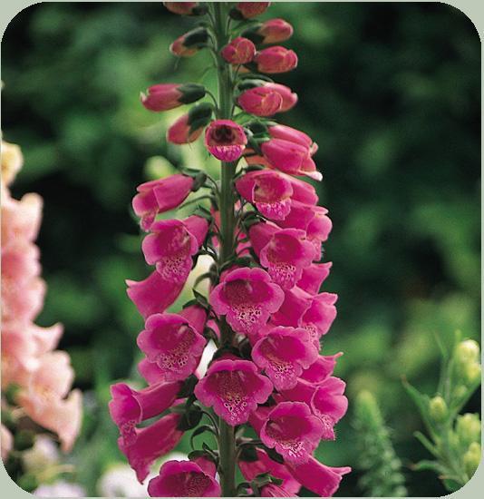 Biennial Definition and Examples - Biology Online Dictionary