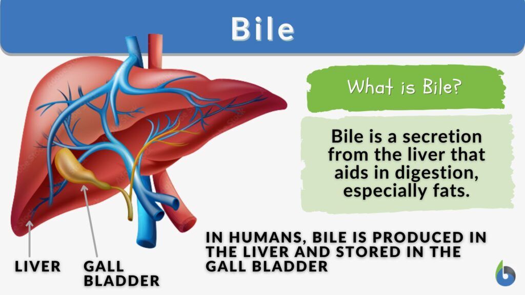 Bile - Definition and Examples - Biology Online Dictionary