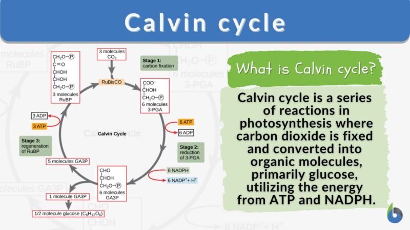 Calvin cycle - Definition and Examples - Biology Online Dictionary