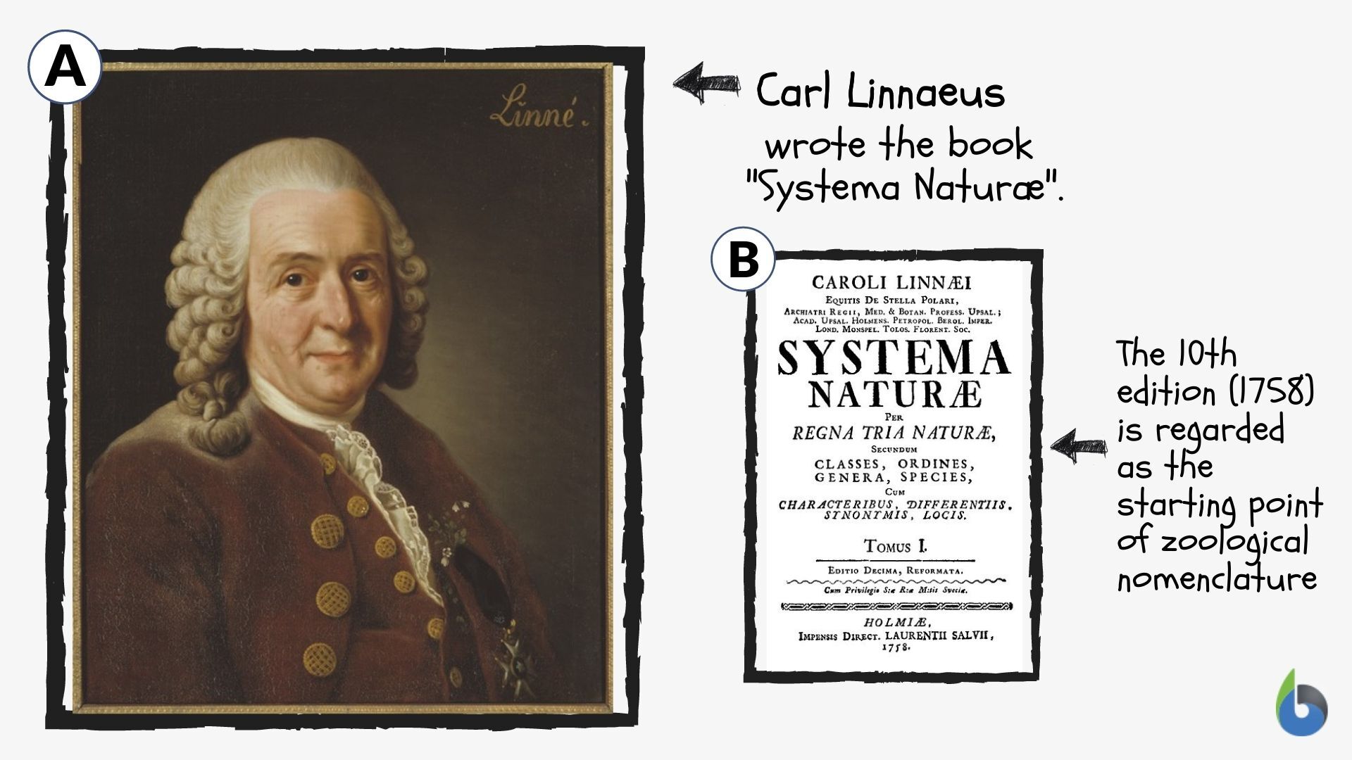 Class Definition and Examples - Biology Online Dictionary