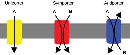 Carrier Protein Facilitated Diffusion Wikipedia